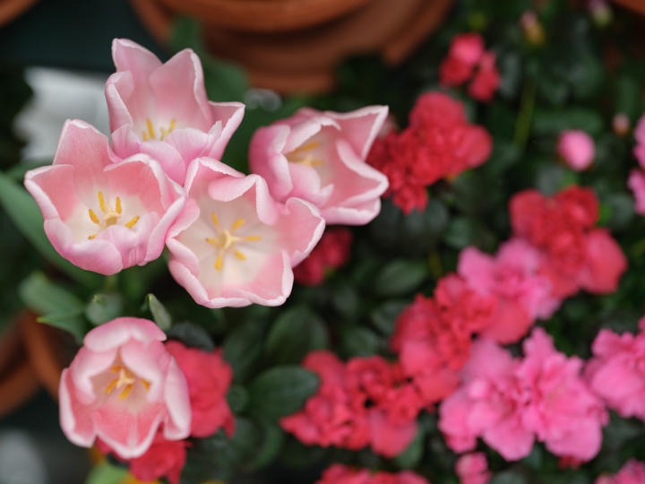 Dutch Connection 2025 | George Eastman Museum