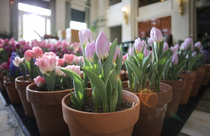 Dutch Connection 2024 | George Eastman Museum