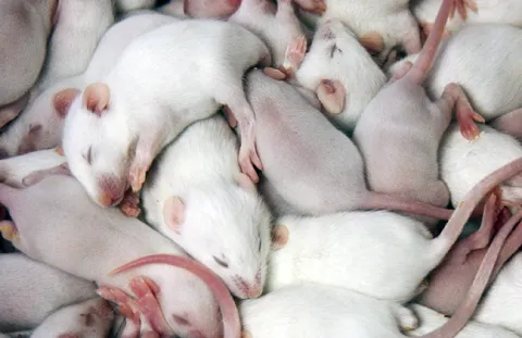 Rat Film | George Eastman Museum