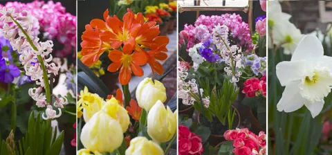 Guest Post: Dutch Connection Blooms Again | George Eastman Museum